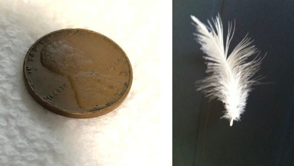 Pennies and Feathers As Signs. We all strive for signs. Whether… | by ...