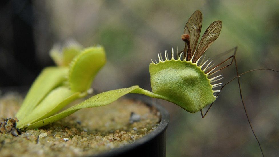 The intelligence of plants: adaptation to environmental change | by ...