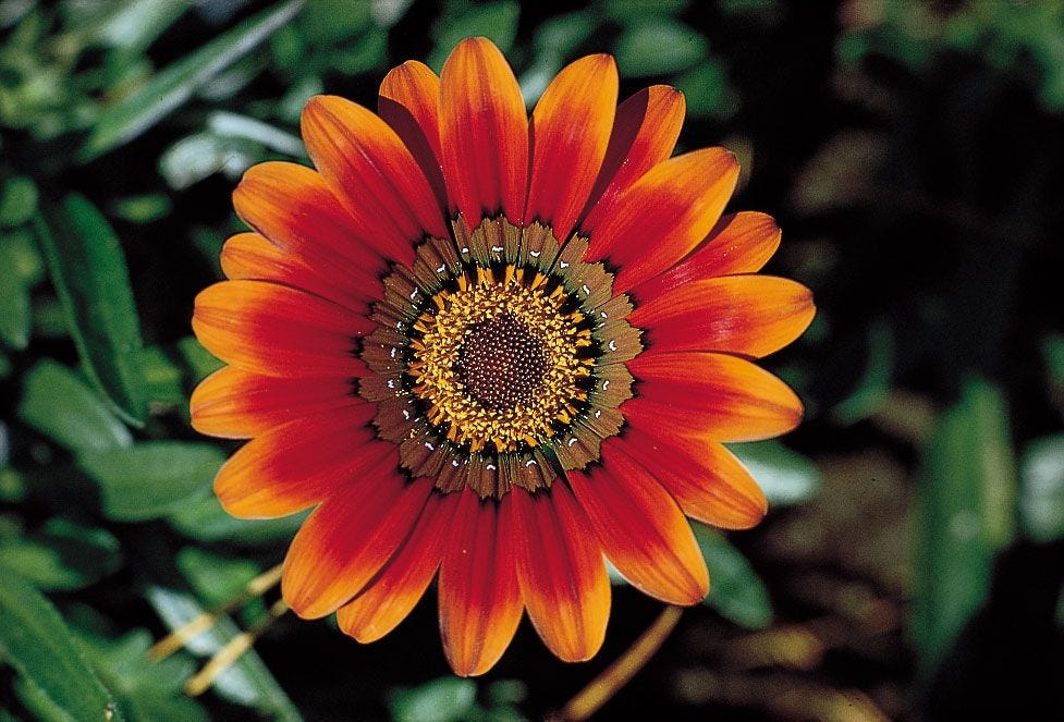DE FLOR PARA FRAGRÂNCIA. Osho disse: “A meditação é uma flor, e… | by J ...