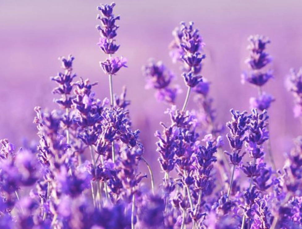 8 Mamfaat bunga lavender. 8 Manfaat Bunga Lavender | by Devy Wiliantari ...