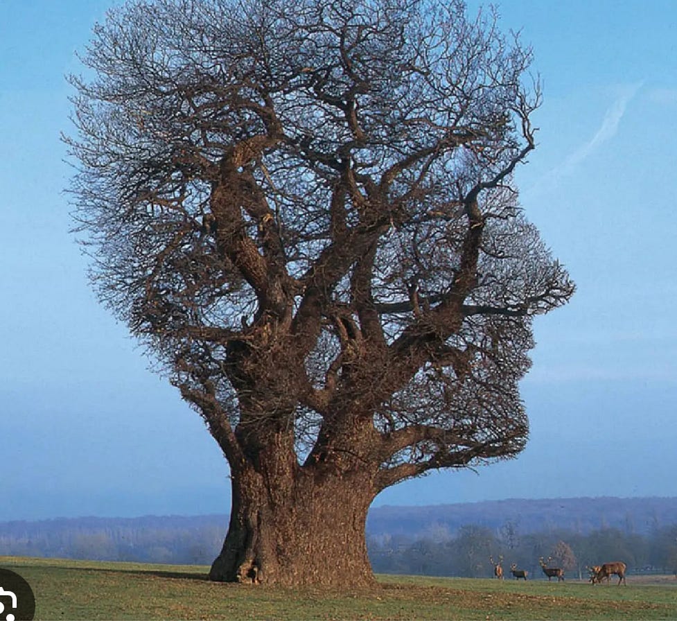 The Lie of Logic. How 20th Century Philosophy Abandoned… | by Dr ...