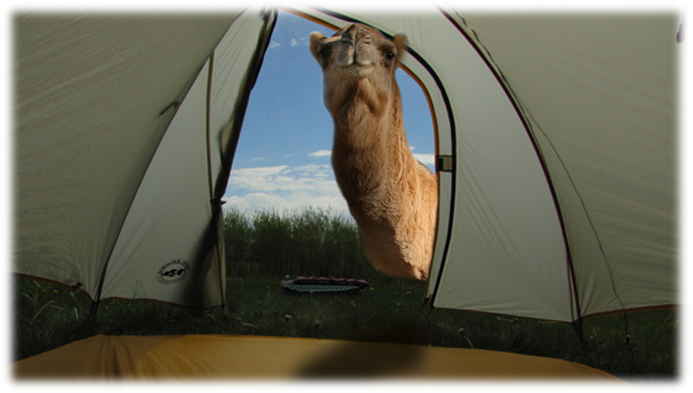 Camel Tent