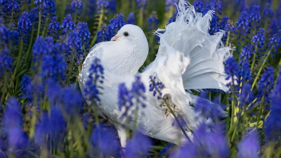 How to keep doves at home? | Haris Khan | Medium