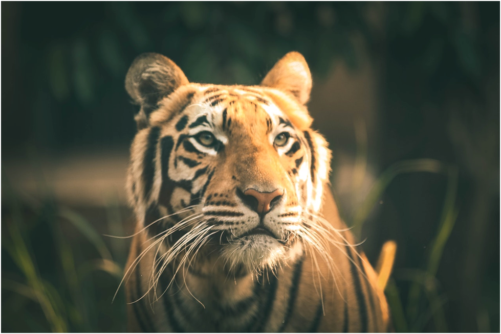 Are Tigers Friendly? Can You Have A Pet Tiger? | by Mr Adam | Medium