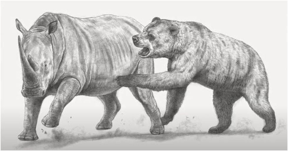 Bear vs. Rhino: Who Would Win In A Fight? | by Mr Adam | Jan, 2026 | Medium