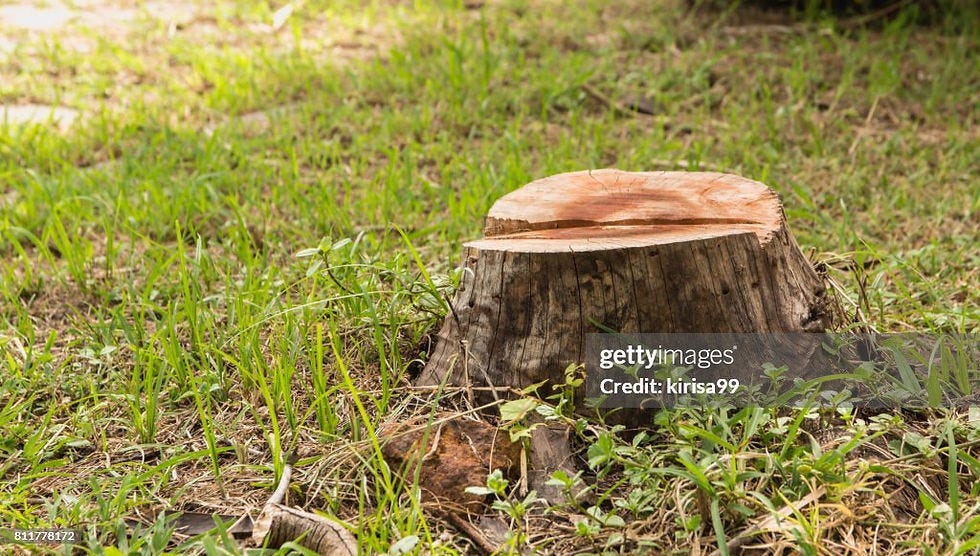 The Best Time to Remove a Tree Stump and Why | by John Crafter | The ...