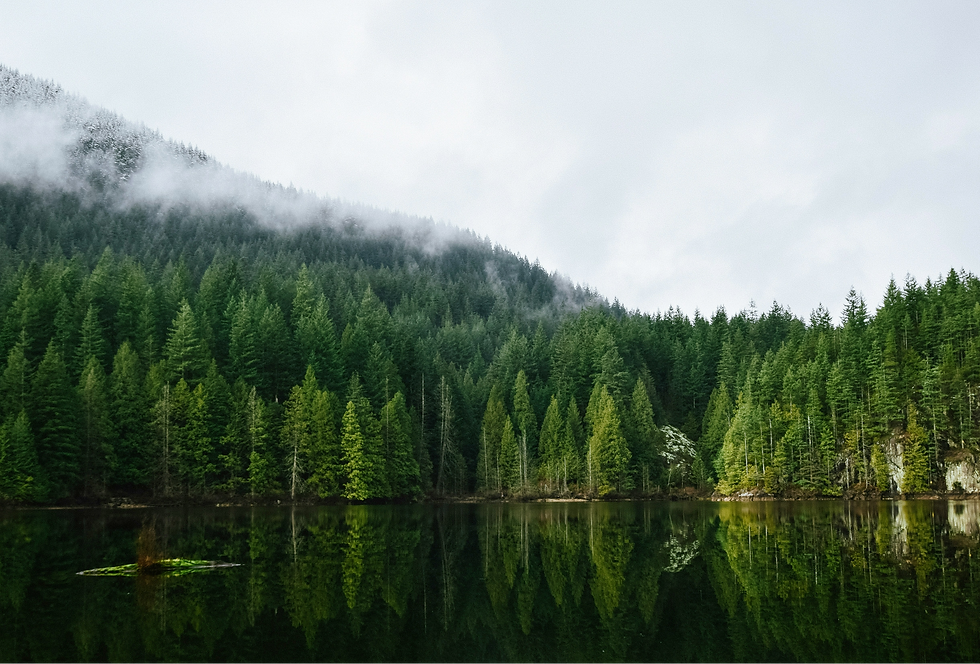 Climate Smart Forestry: a trend to watch? | by Anne Clawson | The ...