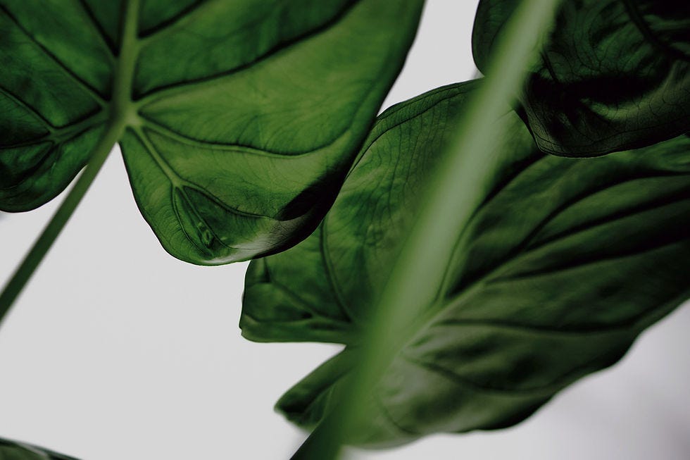 Back to basics: what Is Sustainability? | by The Gred | Medium