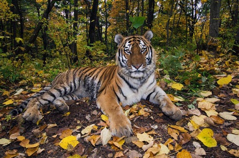 White And Red Striped Golden Tabby Tigers