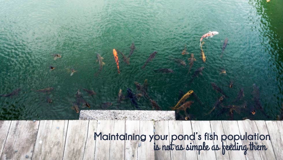 Top Pond Maintenance Issues — Part 1 | by Nashville Pond | Medium