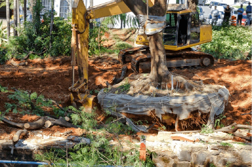 Tree Relocation in Ithaca, NY - Ithaca Tree Service - Medium