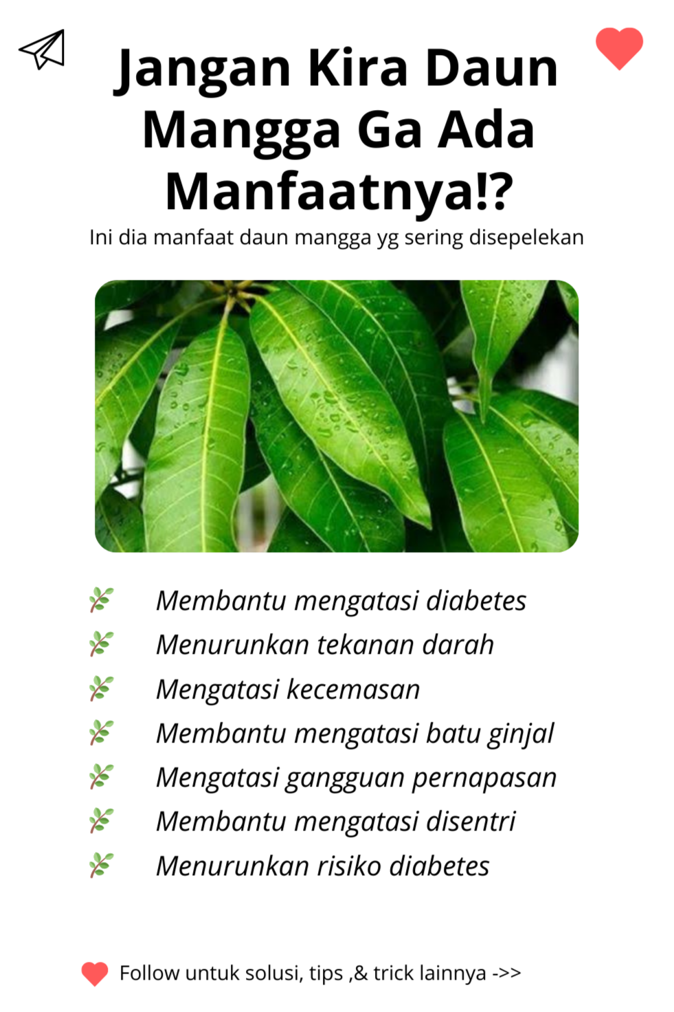 Ternyata Ini Manfaat Daun Mangga. BERKUALITAS, SEGERA WA 0853–2871–1026 ...