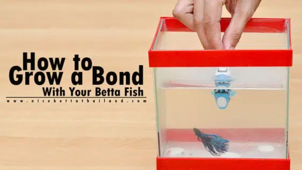 Expert Reviewed How to Grow a Bond With Your Betta Fish - Nice Betta ...
