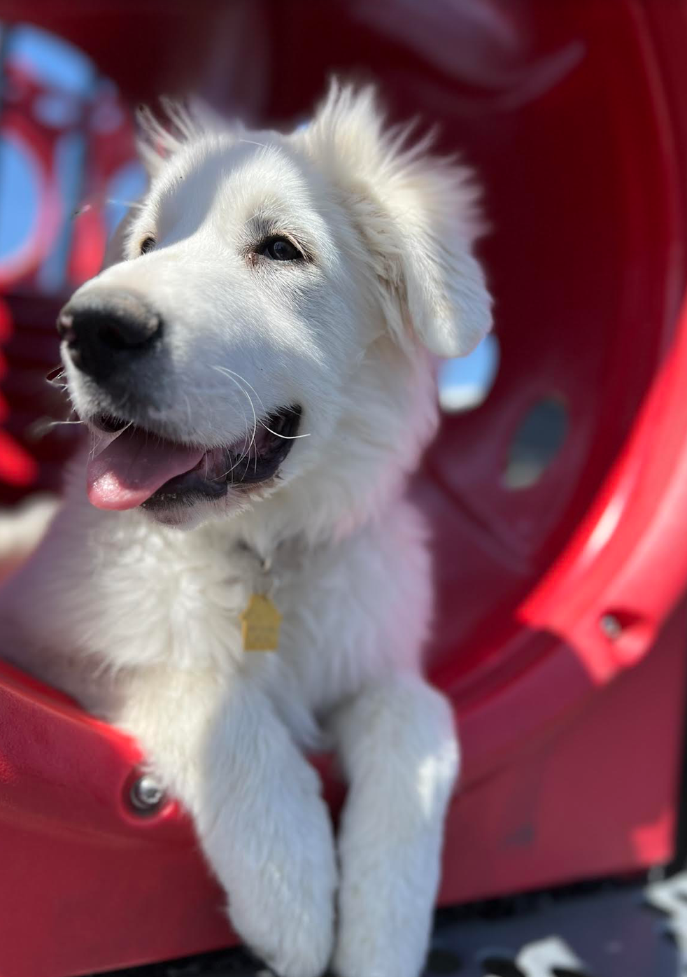 What Makes Great Pyrenees Dogs Different Than Other Giant Dog Breeds ...