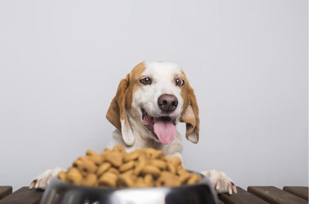 Which food is not good for dogs?. Maintaining a healthy and balanced ...