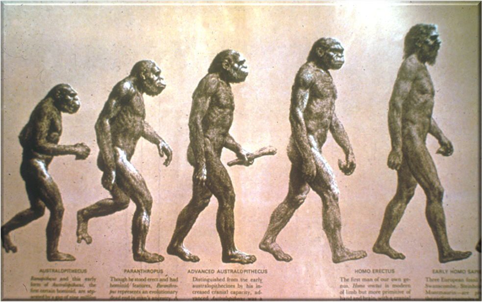 JAVA MAN THE MISSING LINK?. The main thing I want to address in… | by TheologyApologetic | Jul ...