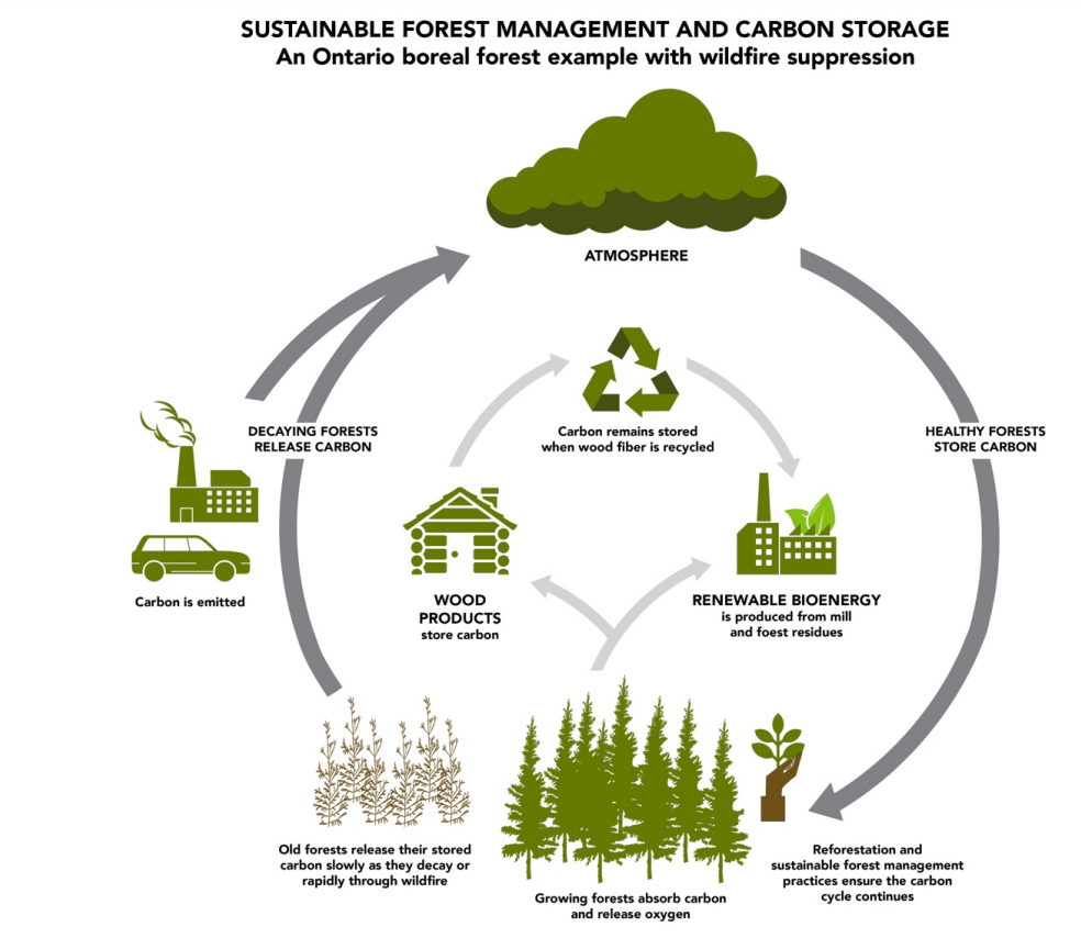 Biorenewables Blog 3. Wood: the Pluses, the Minuses, and the… | by ...