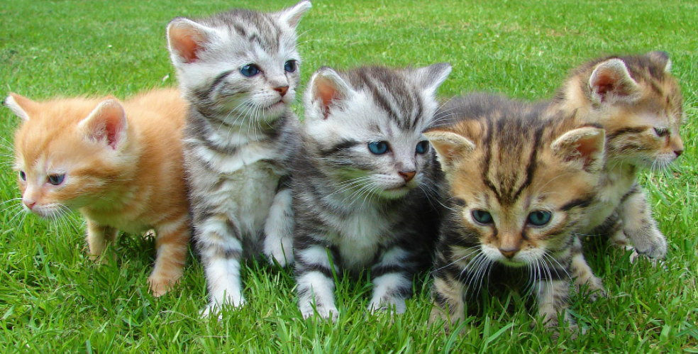 A Cautionary Tale of Parachuting Cats Helps Explain Why Adding More ...