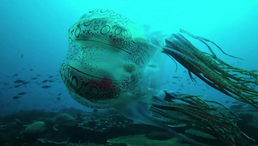 Chirodectes Maculatus. Villanelle 1: The Rare Sight of… | by Andrew ...