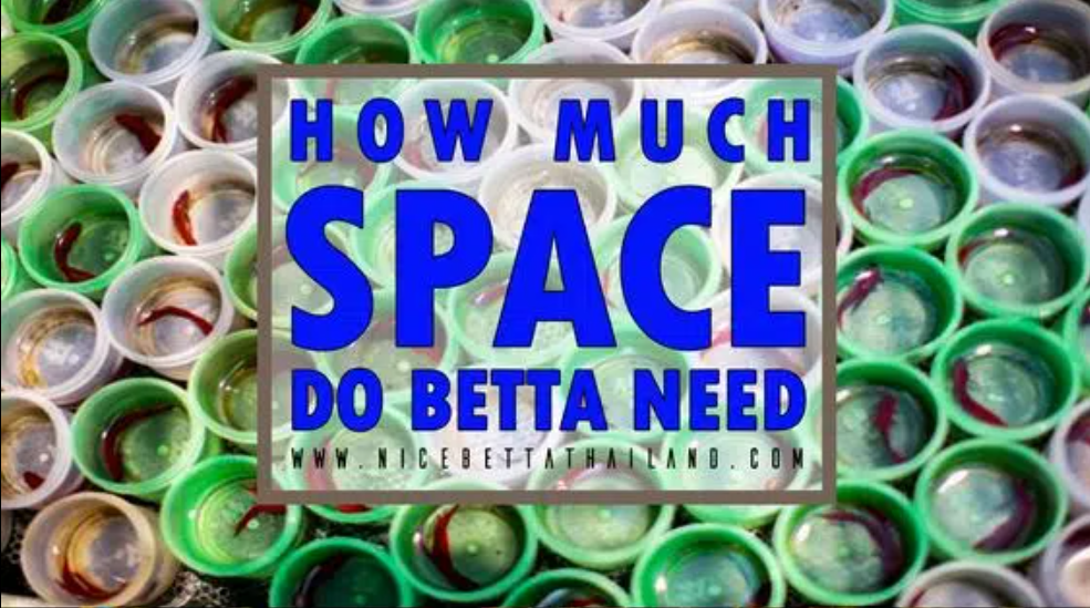 How much space do betta fish need? | by Nice Betta Thailand | Medium