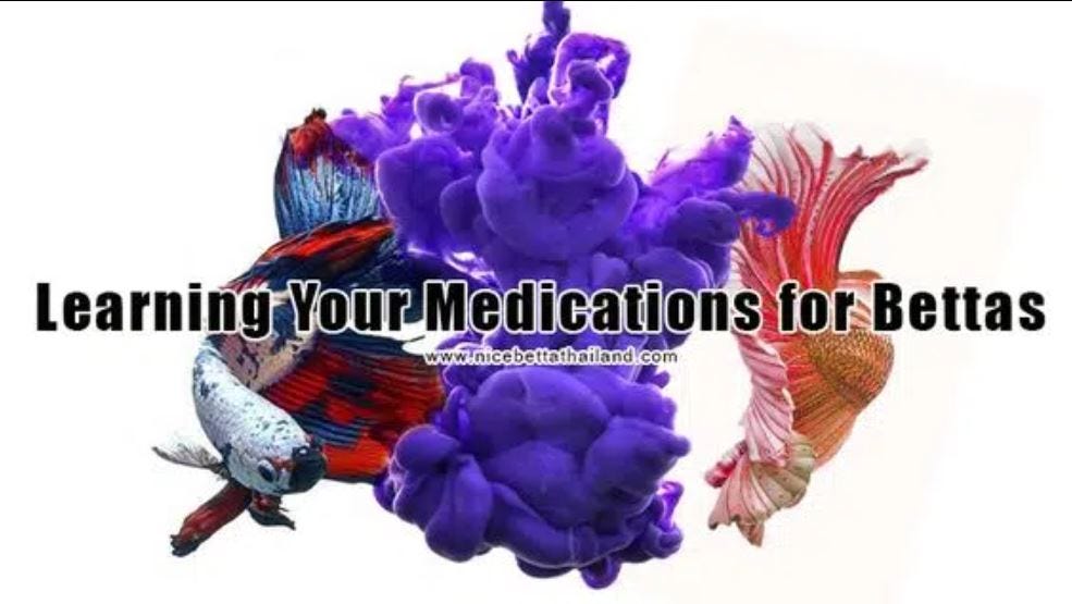 Learning Your Medications for Bettas - Nice Betta Thailand - Medium
