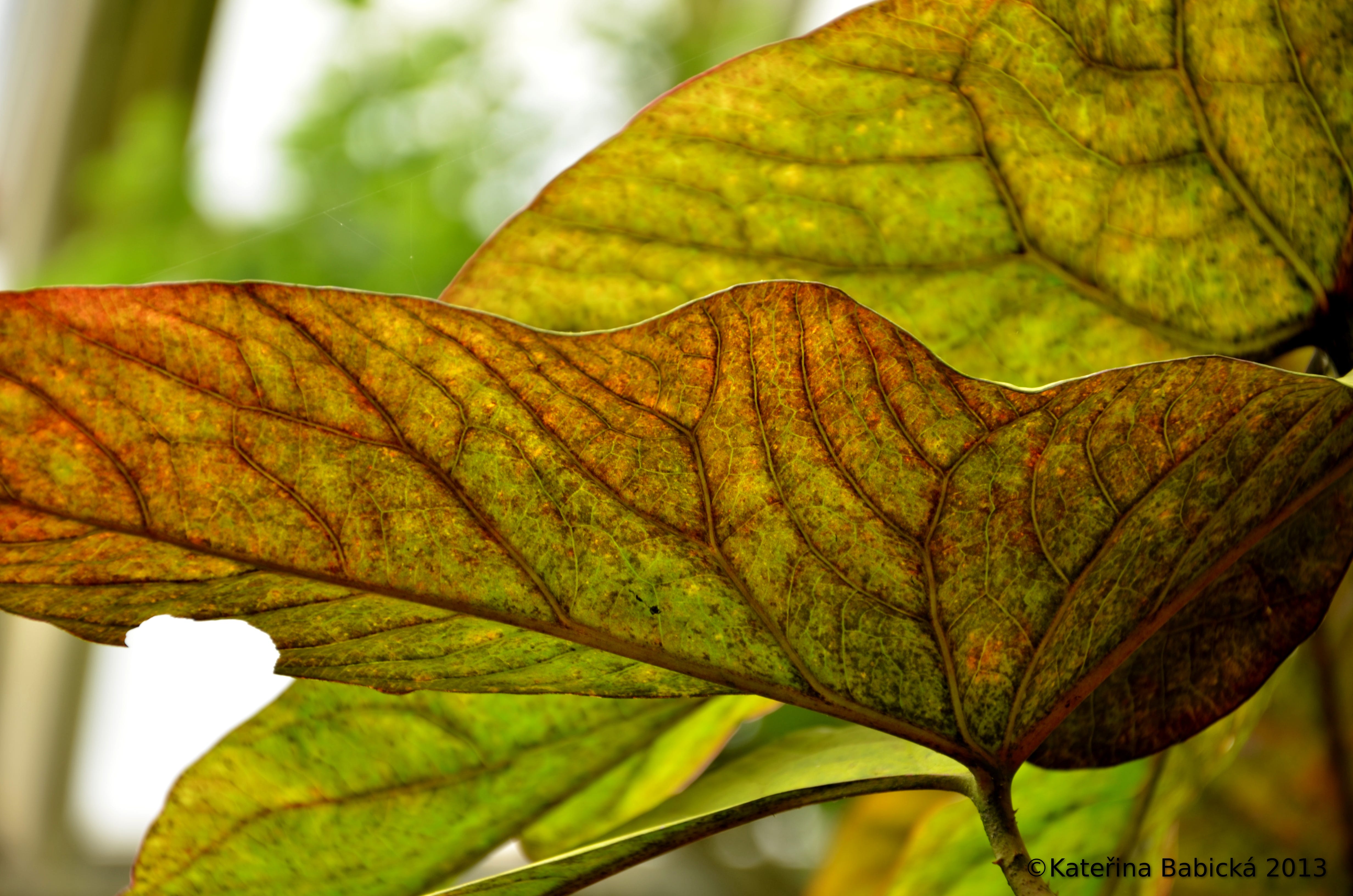 Eudicot Leaf