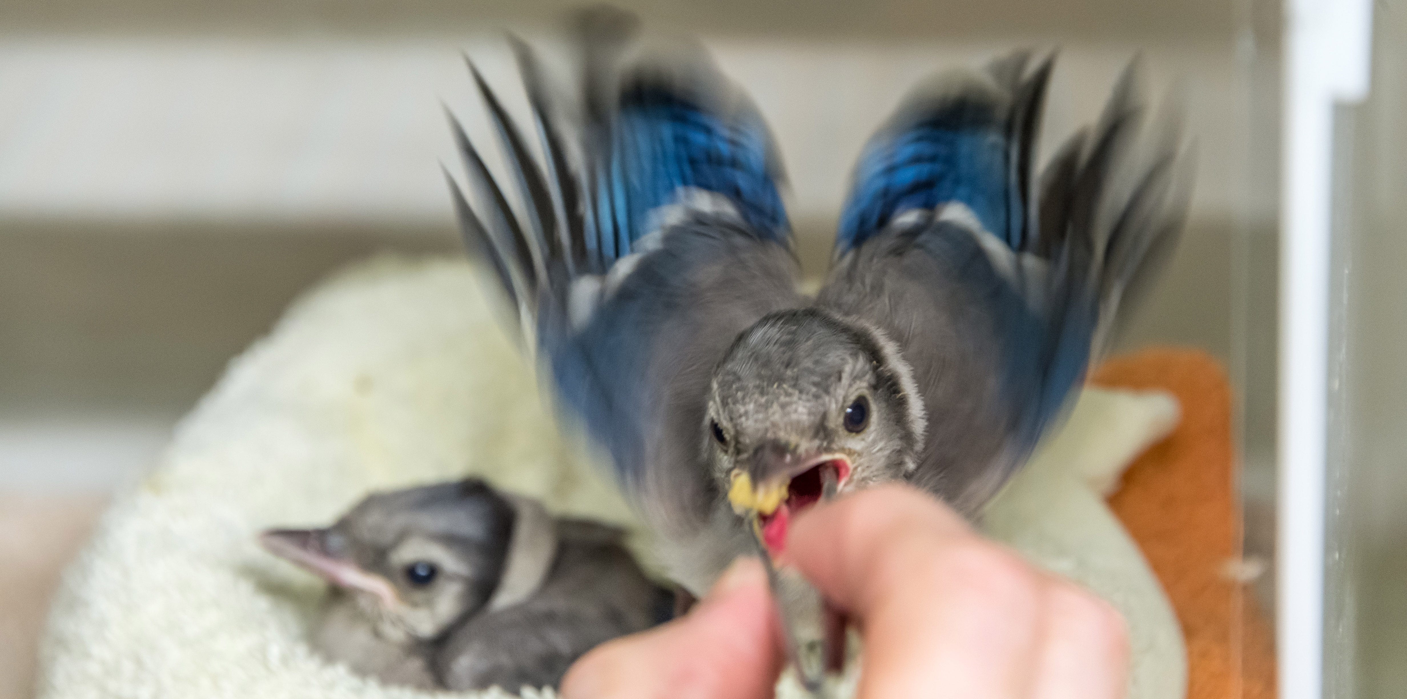 Baby Blue Jay Fell Out Of Nest