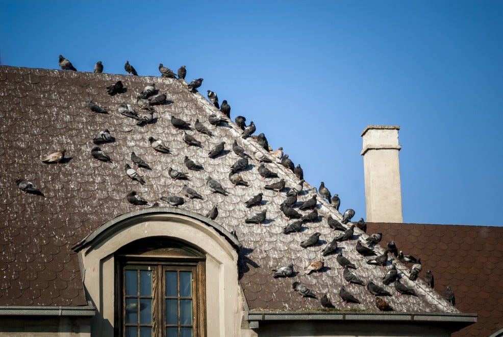 So The Thing Is Bird Proofing And How You Consider Bird Proofing | by ...