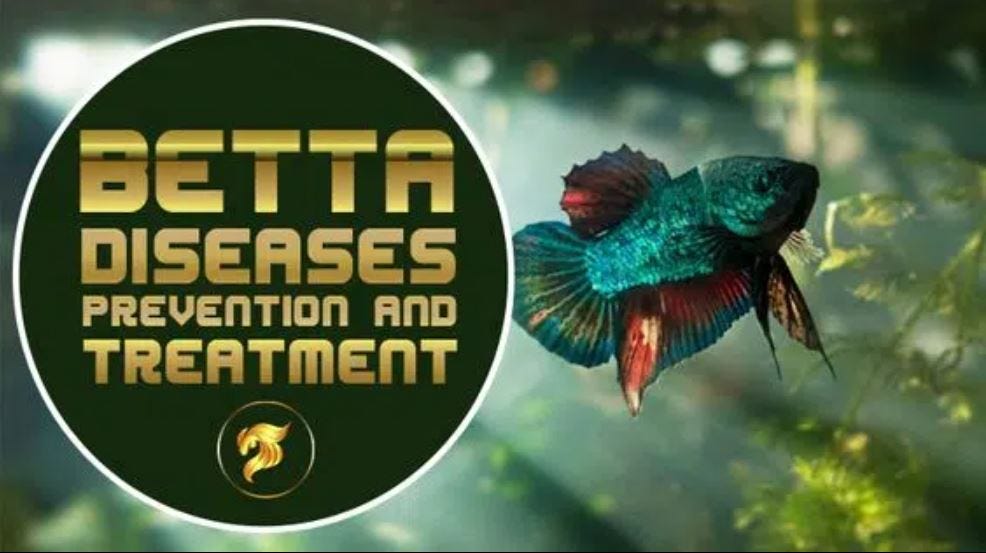 15 Common Betta Fish Diseases Prevention and Treatment - Nice Betta ...