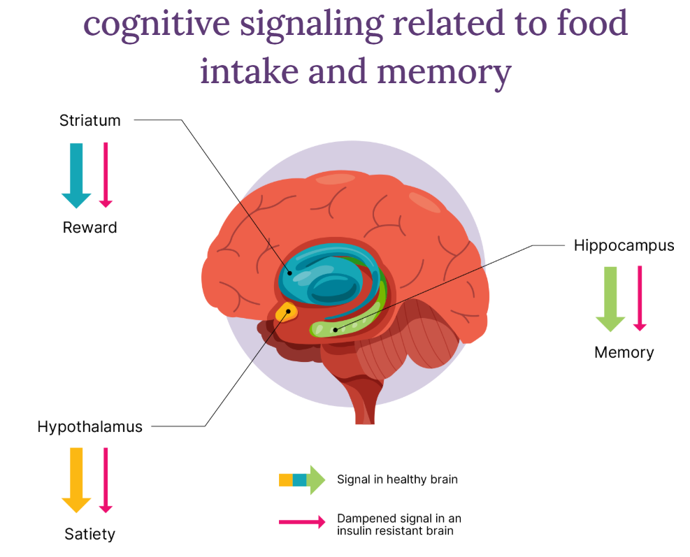 Comparing Mental “Junk Food” vs “Brain Fuel | by Jack Smith | Medium