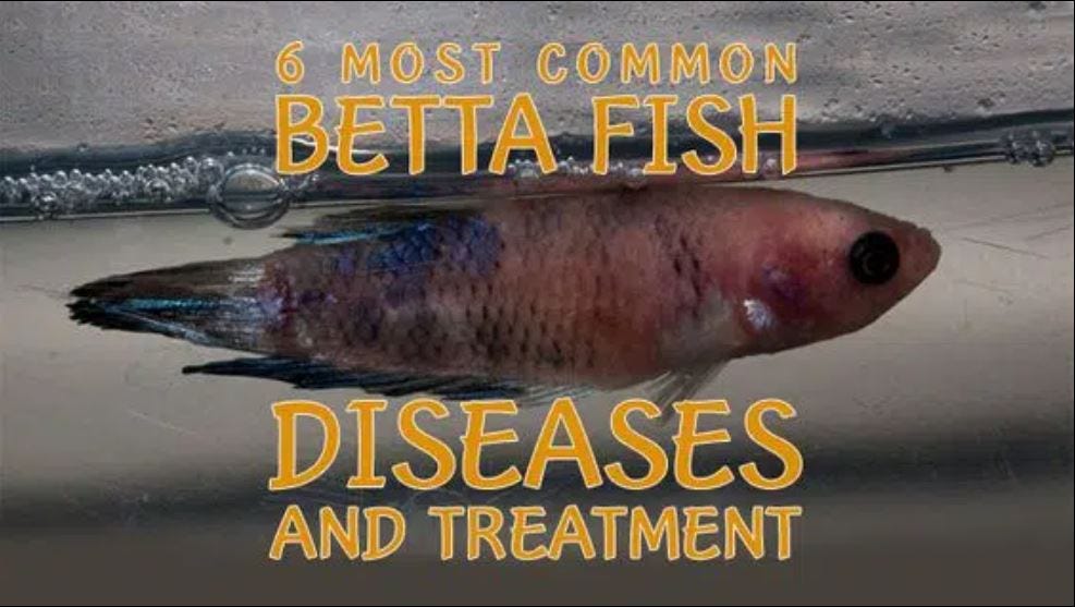 6 Most Common Betta Fish Diseases and Treatments - Nice Betta Thailand ...