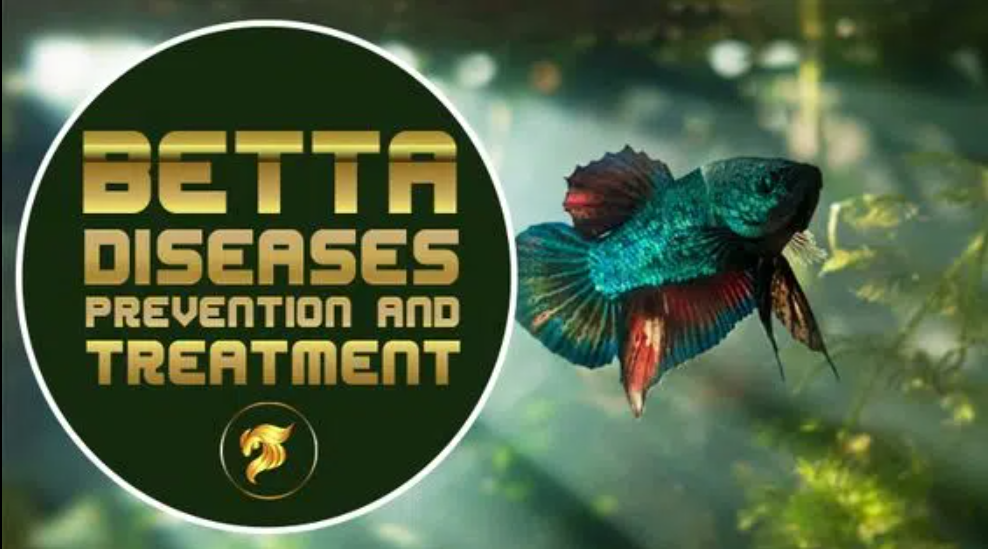 15 Common Betta Fish Diseases Prevention and Treatment - Nice Betta ...