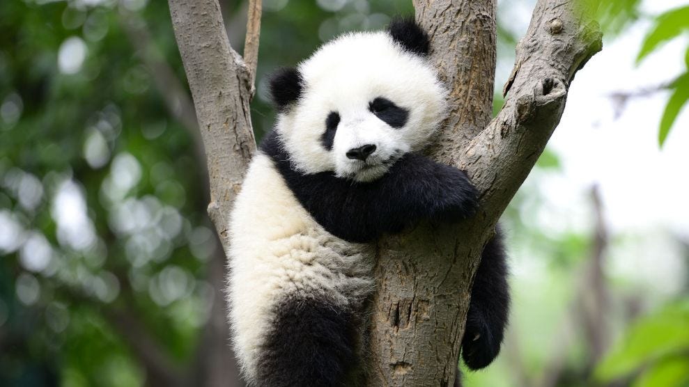 Pandas Library In Python Pandas Is The Basic Library In Python By Rishi Mahamuni Medium