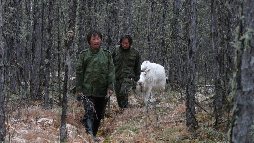 Documentary Review: The Last Moose of Aoluguya (2013) by Gu Tao | by ...