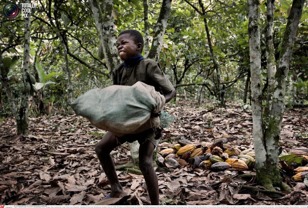 Chocolate sure does taste good but the ugly truth is…… | by Tenzin ...