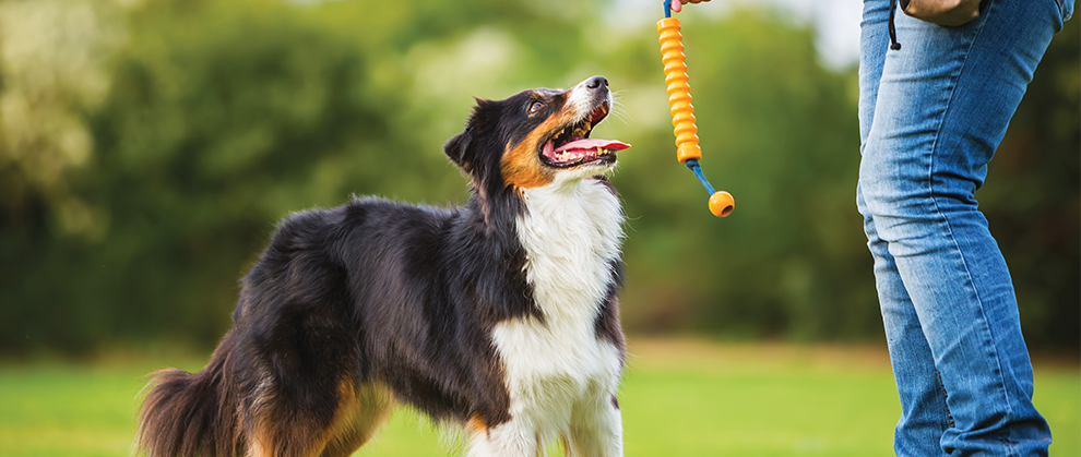 Understanding Common Behavioral Problems in Pets and Effective Training ...