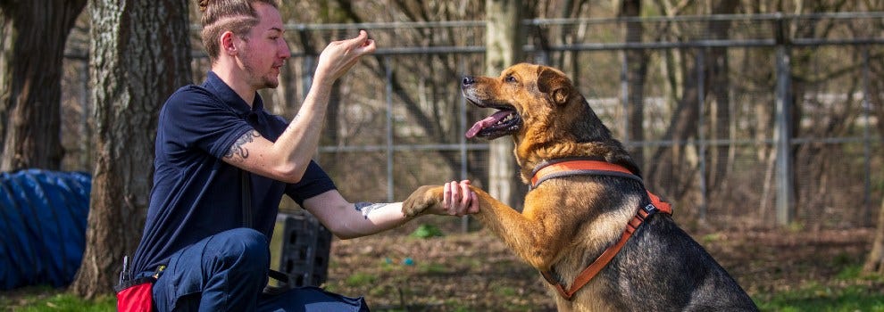 What Is The Best Method Of Dog Training?| Creature Companions | by ...