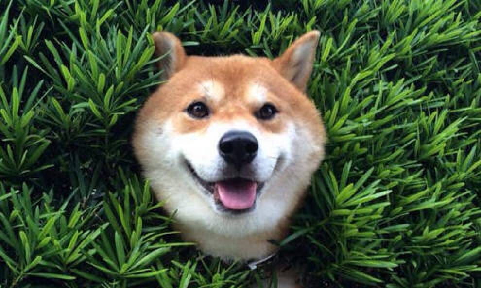 Doge. Doge is a slang term for Shiba inu that… | by Thanrada Yawichai ...