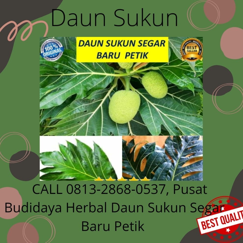 Daun 3 Pusat Budidaya Herbal Daun Sukun Segar Baru Petik HIGENIS ...