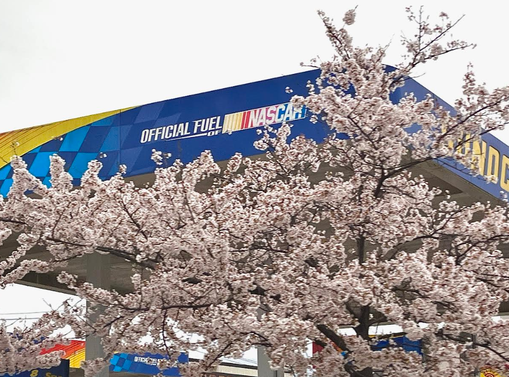 Gas station cherry blossoms taught me how to be happy and ambitious- a ...