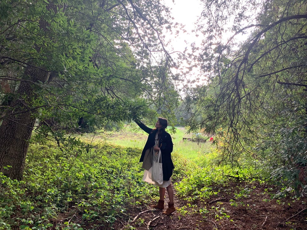 The Tree’s Truth- Prelude:. What We Can Learn from Being Still | by ...