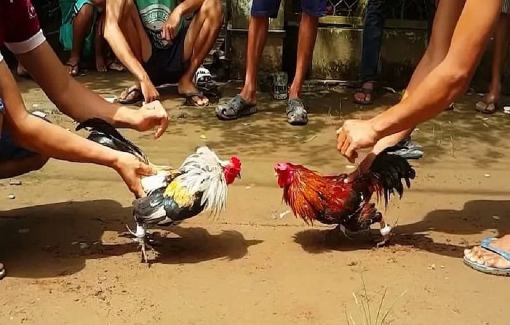 Tim hieu chi tiet ve bo mon da ga cua sat | by AE 888net | Medium