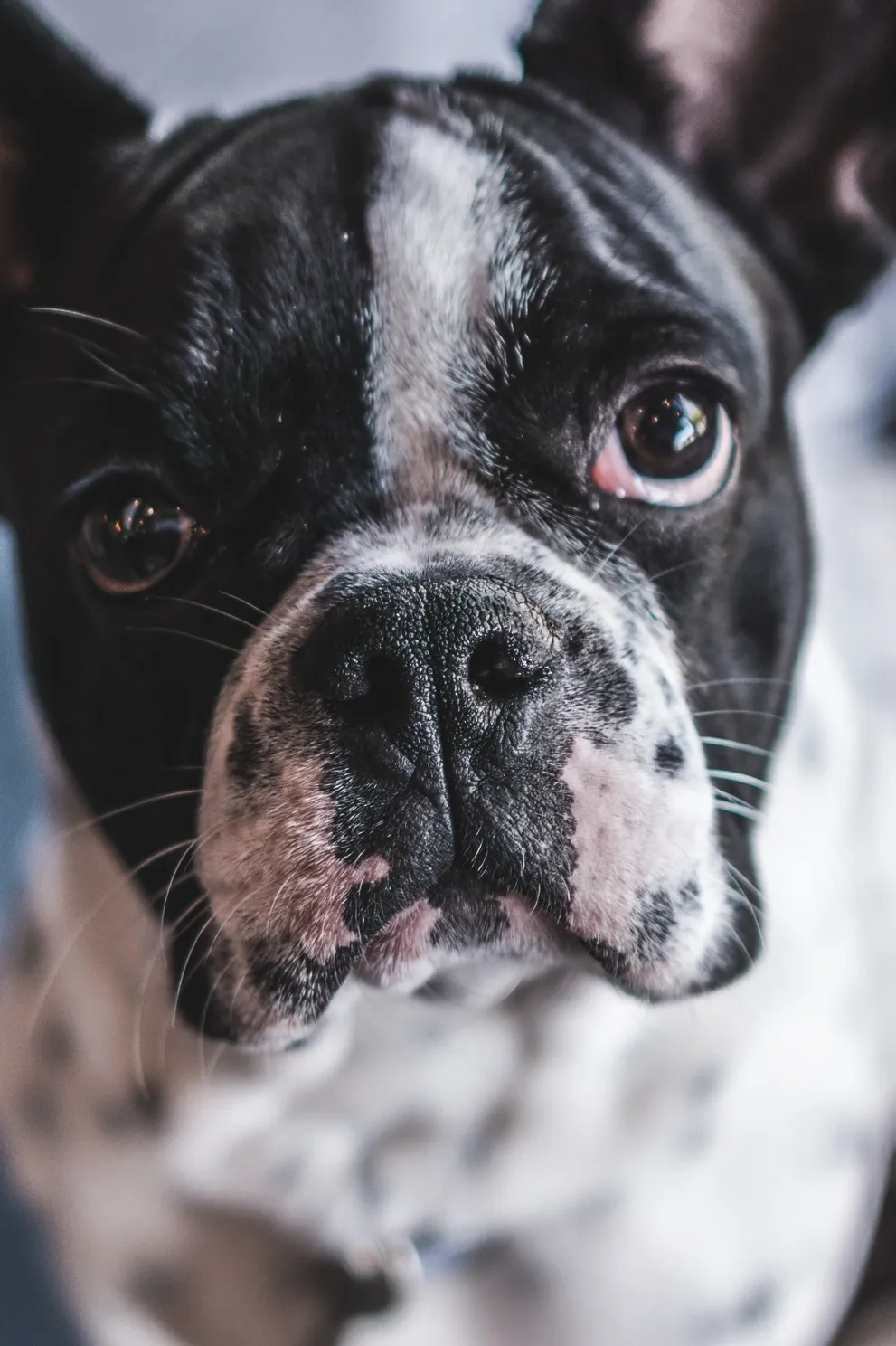 13 Interesting Facts About Dog’s And Their Sense of Smell - Australian ...