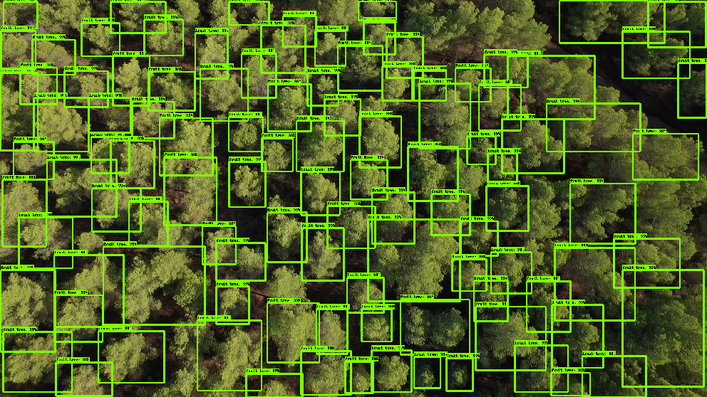 How to detect a single tree from a drone imagery of a dense forest ...