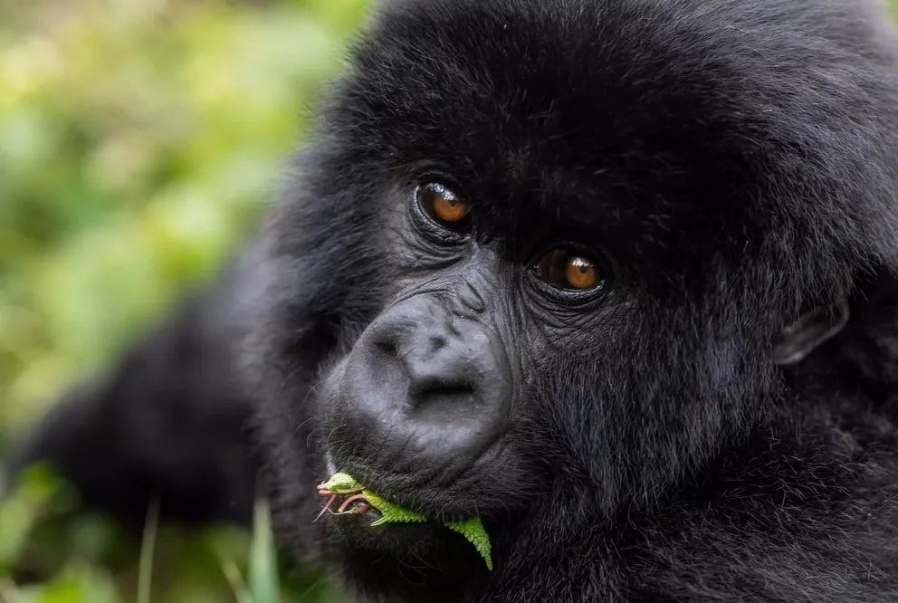 Unveiling the Best Time of Year for Gorilla Trekking in Rwanda | by ...