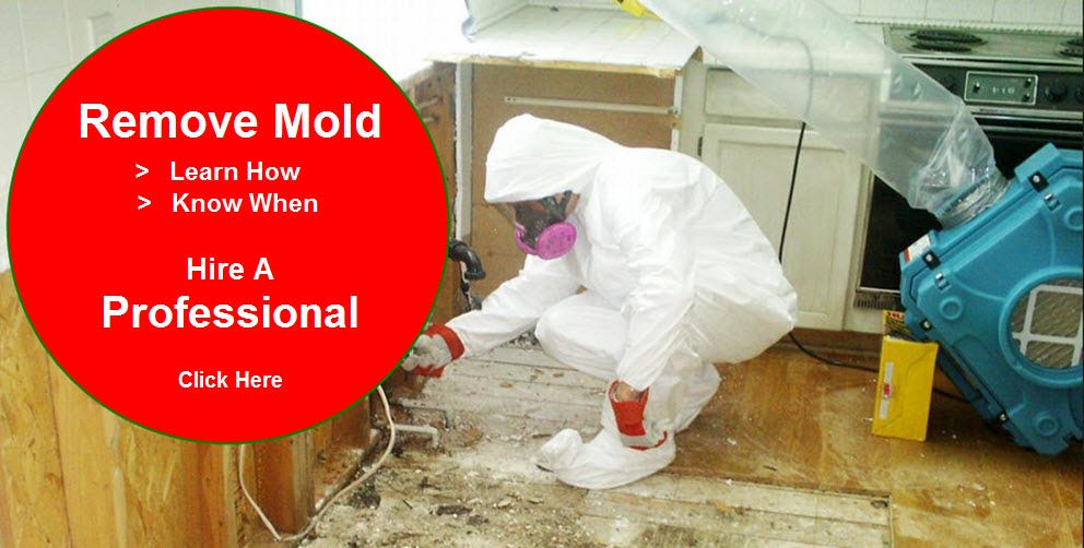 A Guide to Professional Mold Remediation for a Healthier Home | by Mold ...