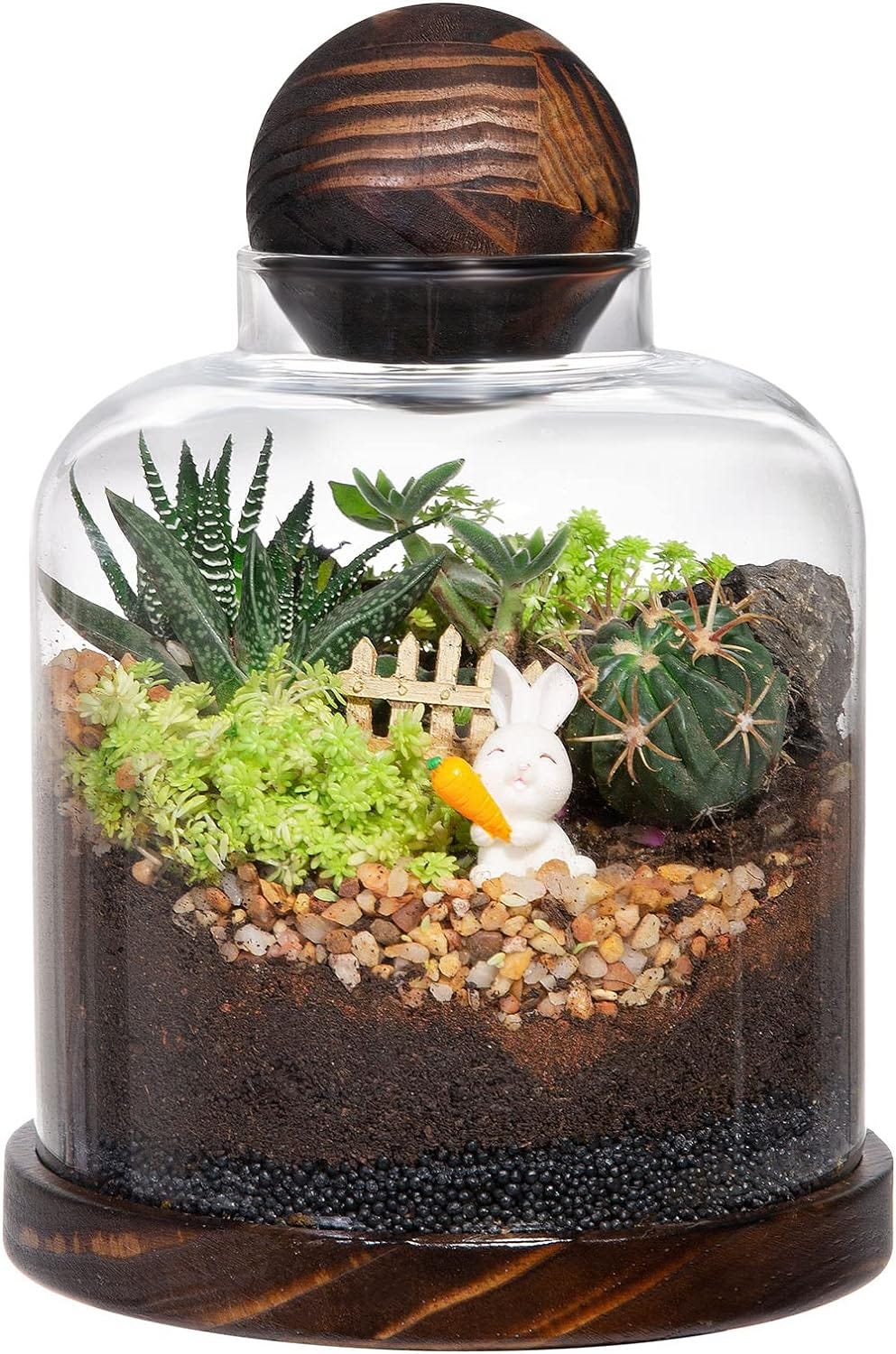 Yangbaga Large Glass Terrarium Review | by James Glover | Medium