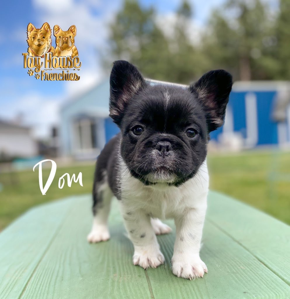“Discover the Joy of Fluffy French Bulldogs at Toy House Frenchie's ...