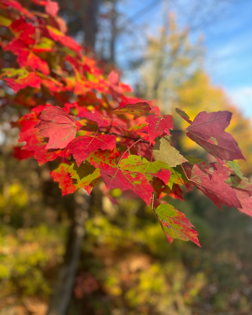 Intentional Fall Transitions for Your Daily Routines. | by Slow North ...