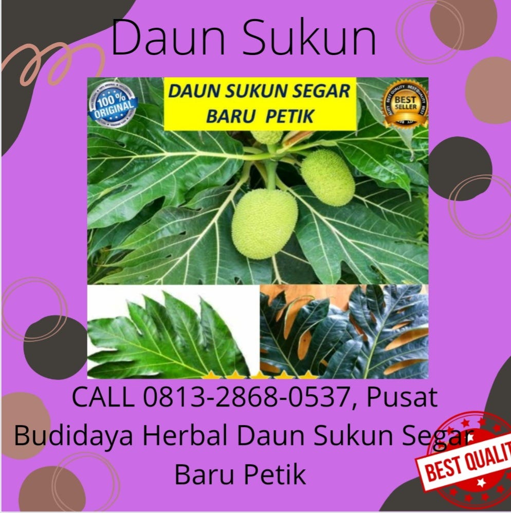 Daun 5 Pusat Budidaya Herbal Daun Sukun Segar Baru Petik HIGENIS ...